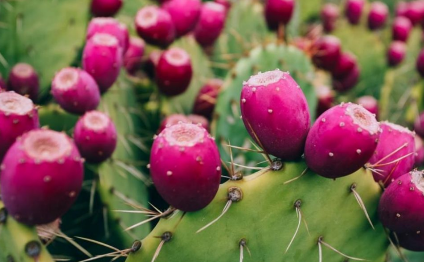 «DOLCE ÁLTER EGO» Temporada de tunas - Mujer es Más